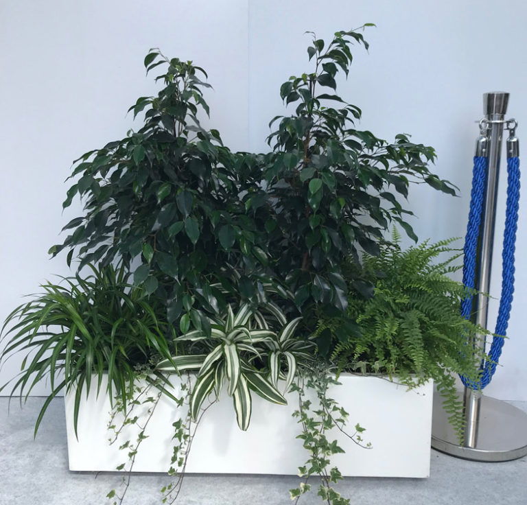 T4 – Screening Trough | Classic Plants