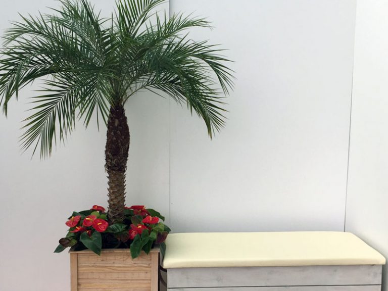 Feature trees | Classic Plants